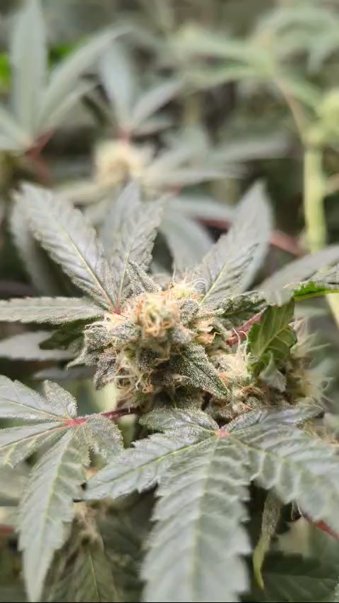 Show me your grow! - Grow Talk - Real DGC