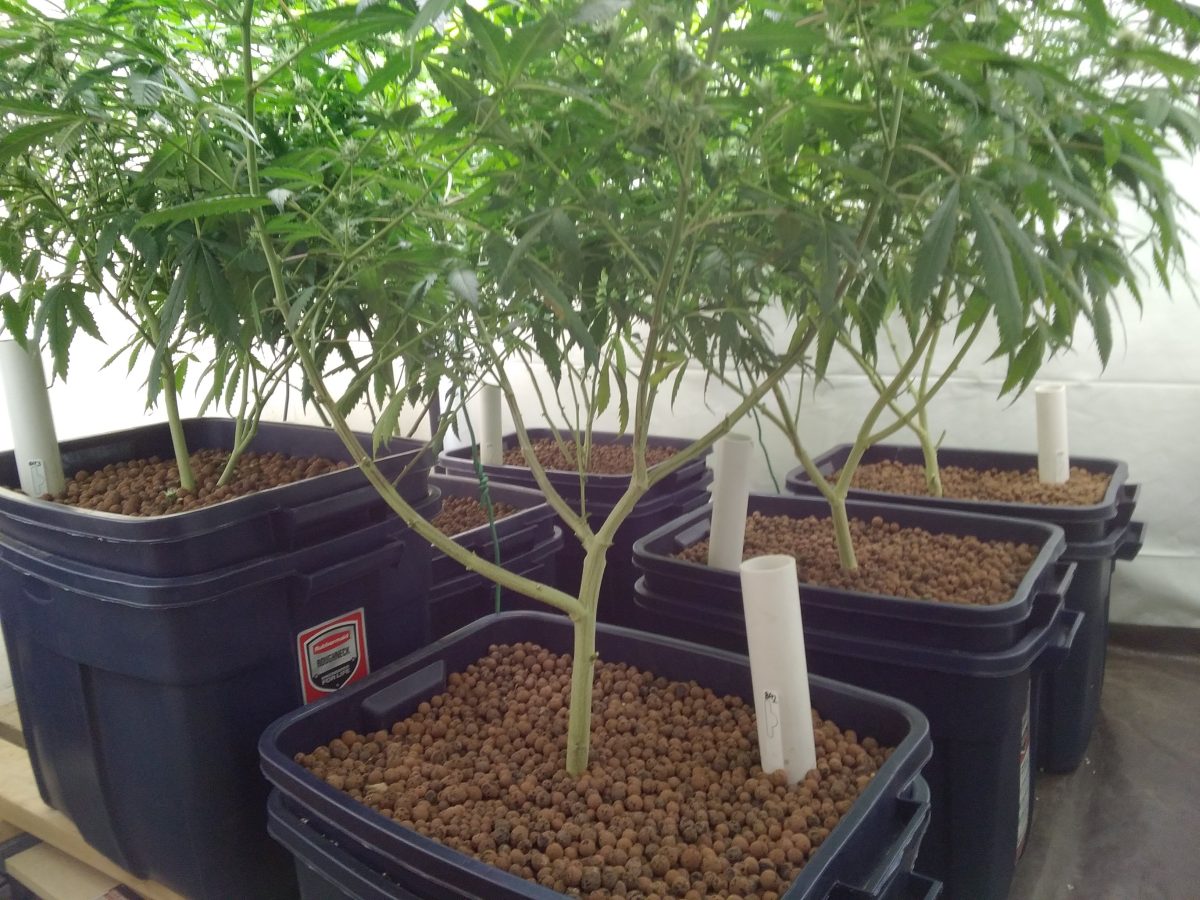 Cannabis and the Taproot/Feeder root system (literally unknown) - Grow ...