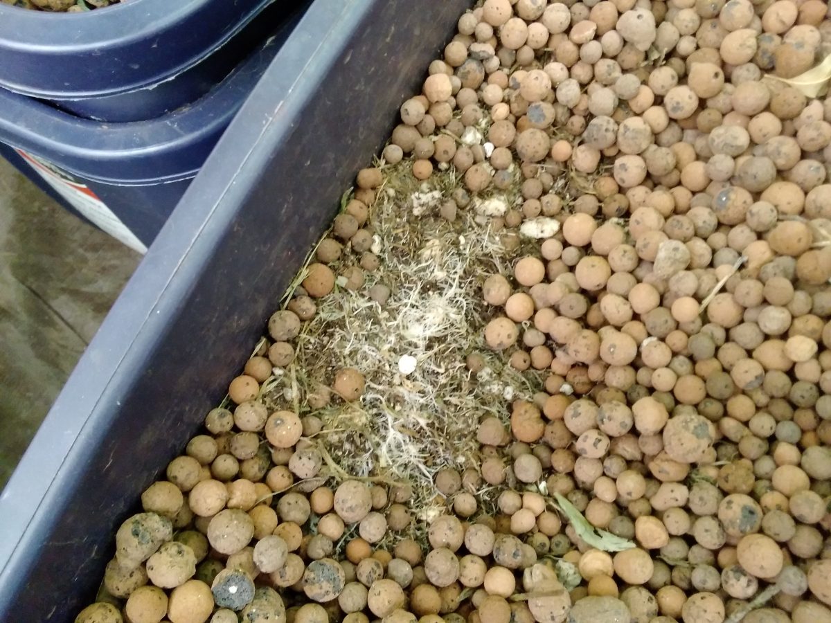 Cannabis and the Taproot/Feeder root system (literally unknown) - Grow ...