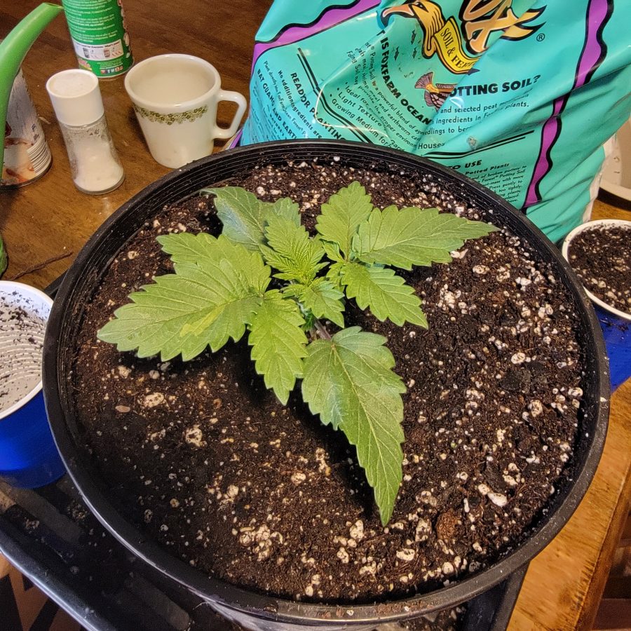 Grow Update - Grow Talk - Real DGC