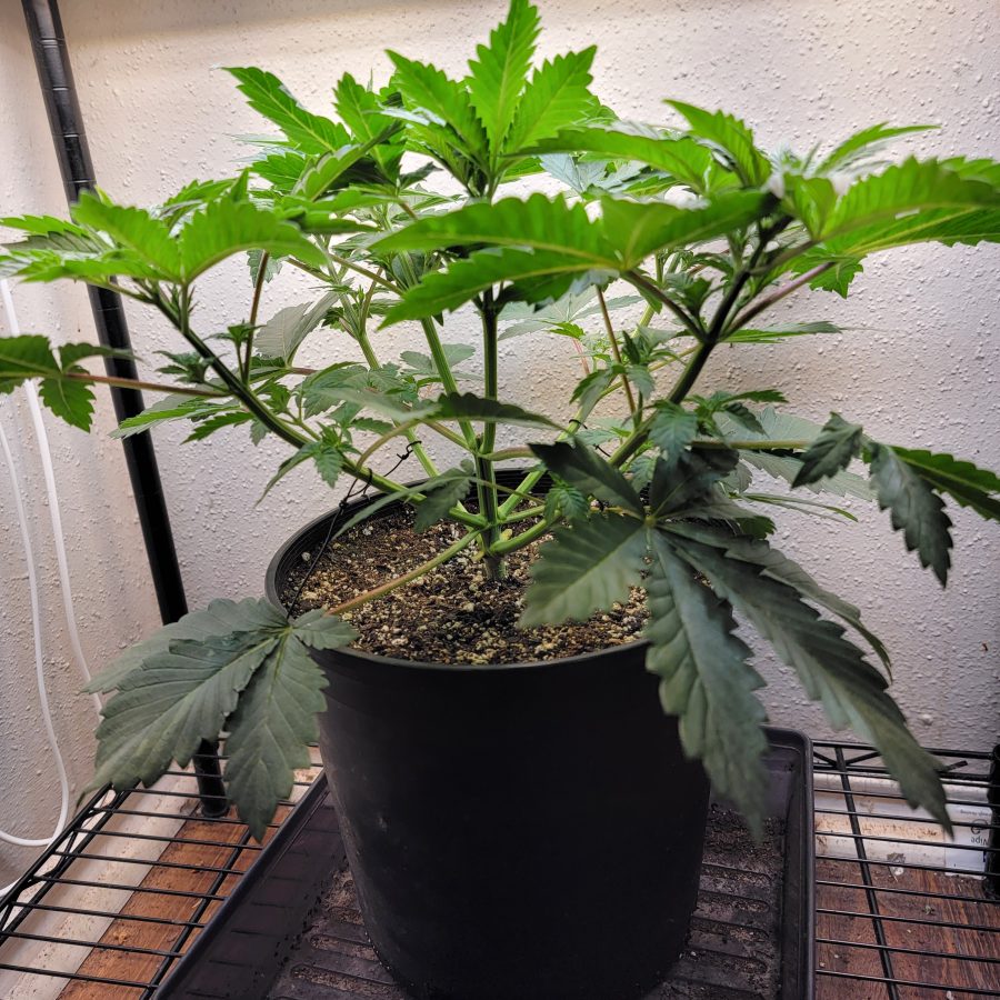 Grow Update - Grow Talk - Real DGC