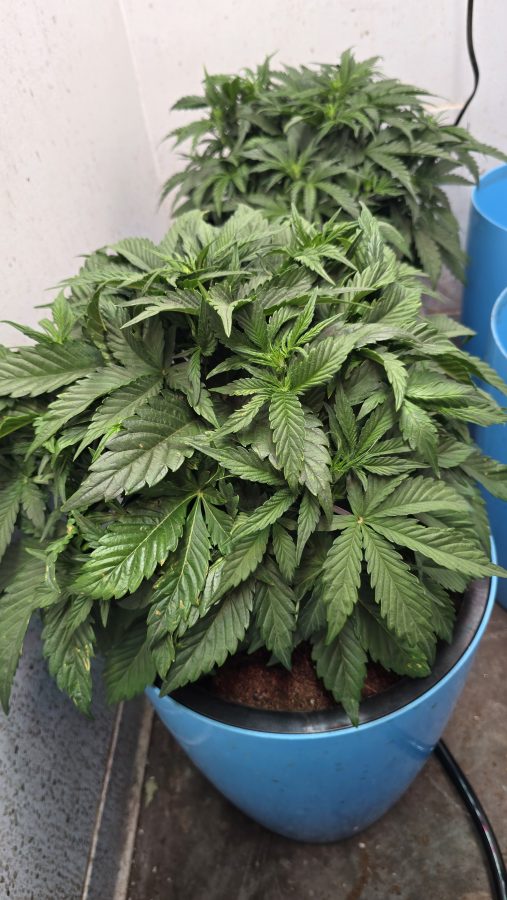 What’s Your Best Tip for Growing Dank Autoflowers w/ Daz from Night Owl ...