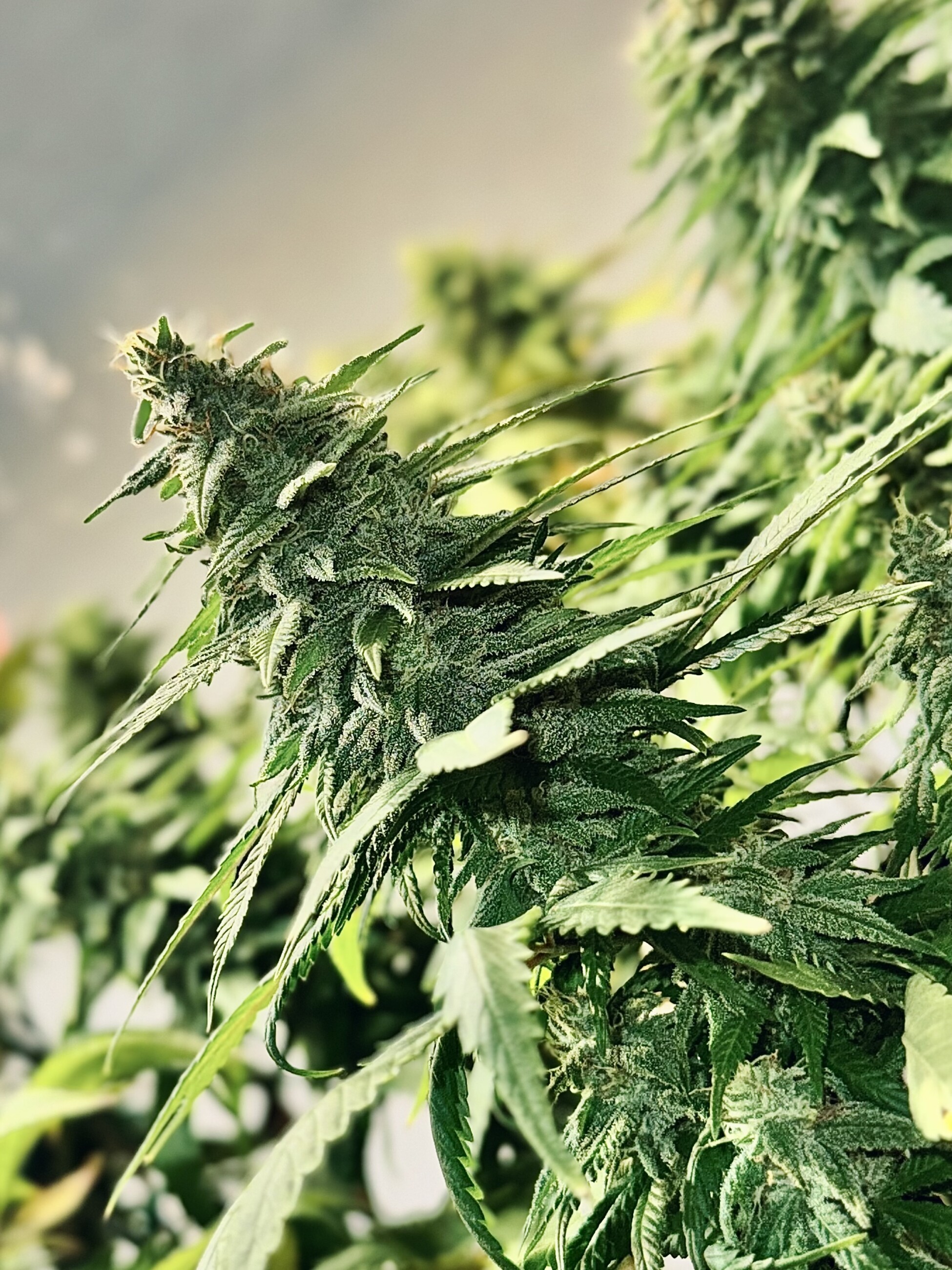 willy-goat-og_uk – Real DGC